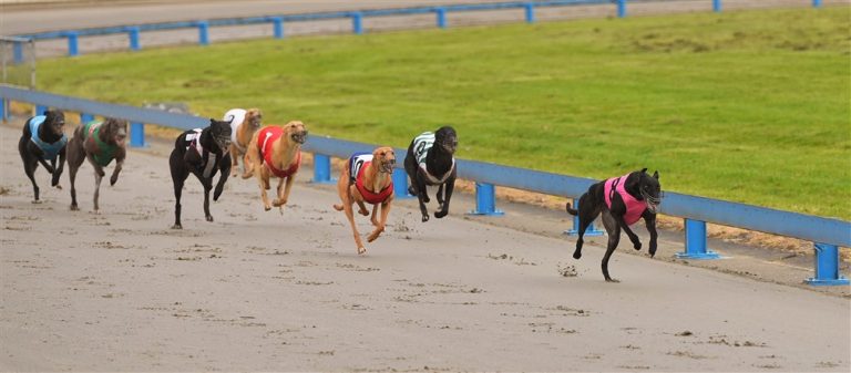 Auckland Greyhound Racing Club
