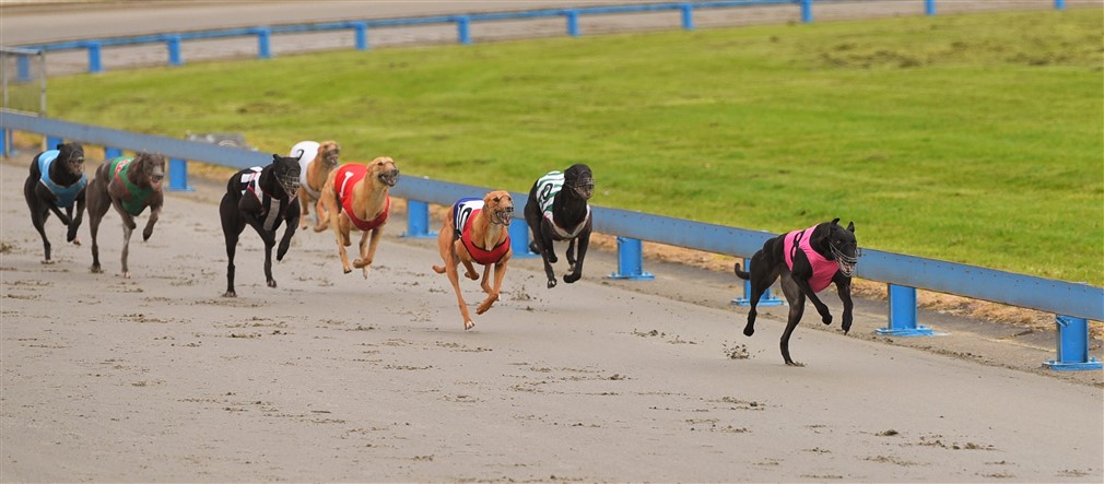 Auckland Greyhound Racing Club