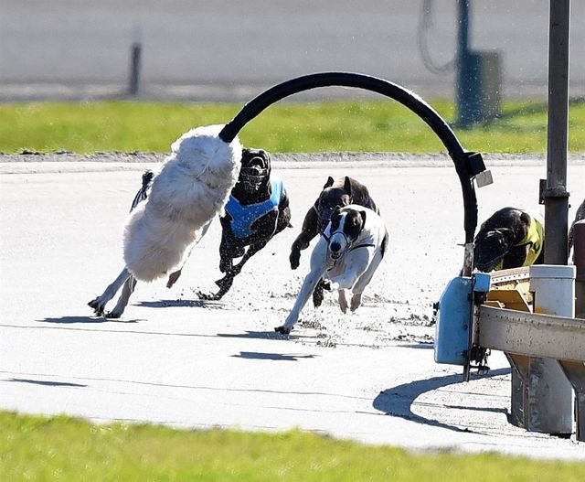 Auckland Greyhound Racing Club