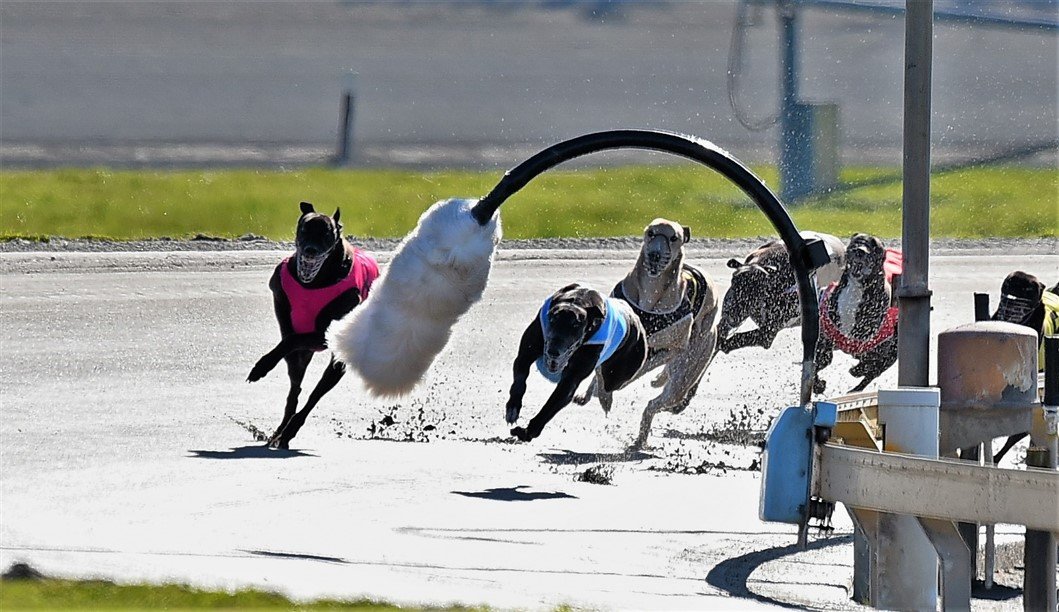 Auckland Greyhound Racing Club