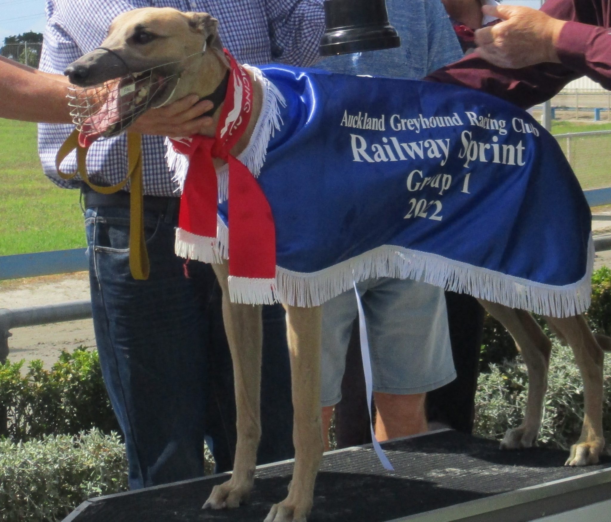 AGRC Rewards – Auckland Greyhound Racing Club