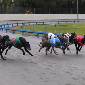 Auckland Greyhound Racing Club