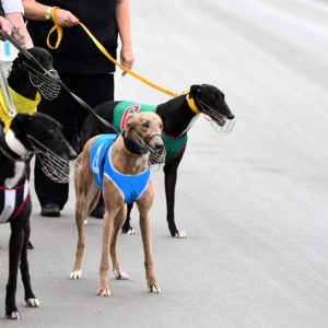 Auckland Greyhound Racing Club