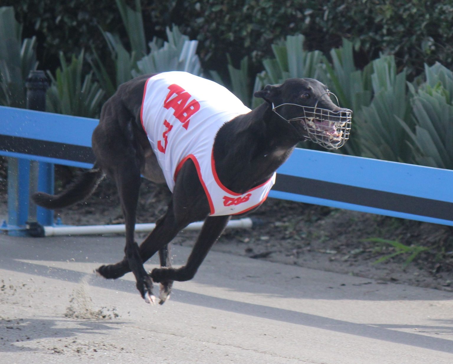 Auckland Greyhound Racing Club