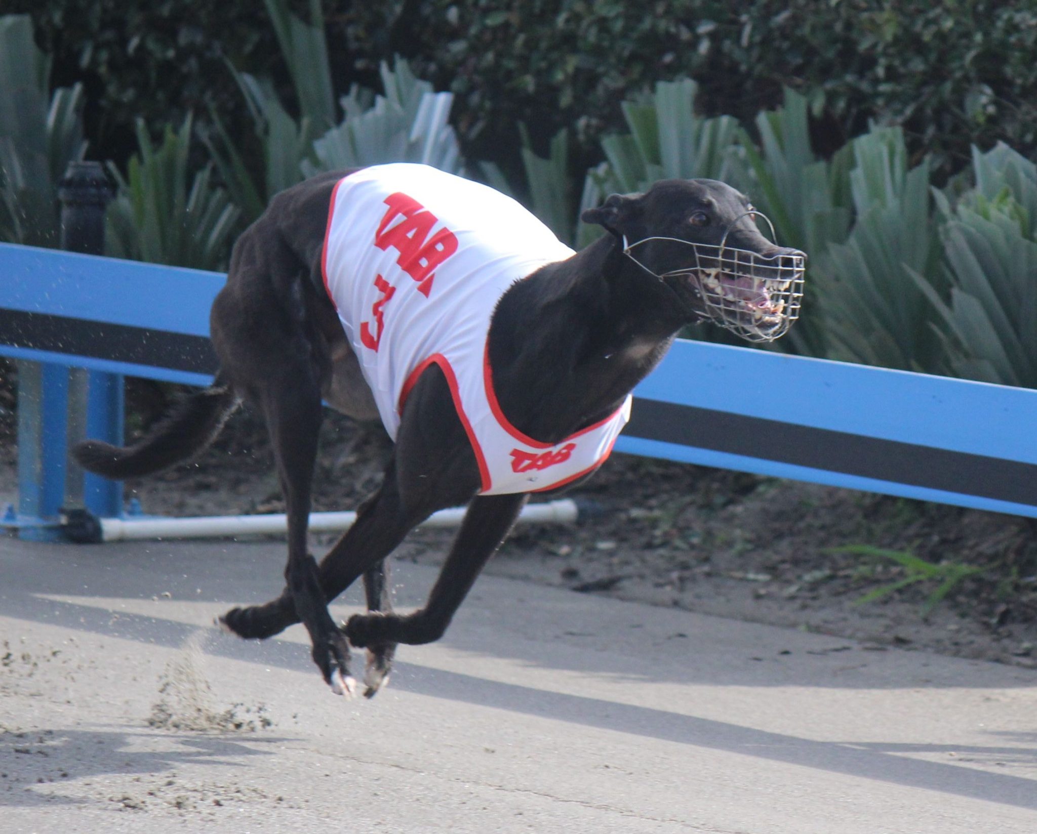 Auckland Greyhound Racing Club