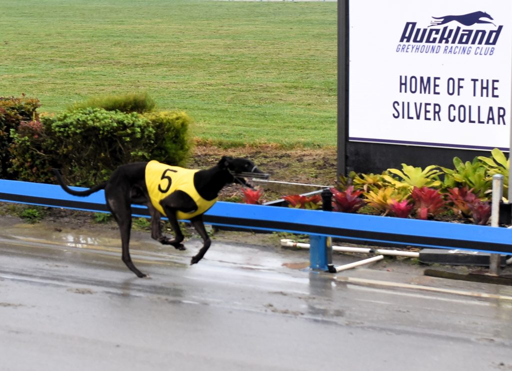 Gallery – Auckland Greyhound Racing Club
