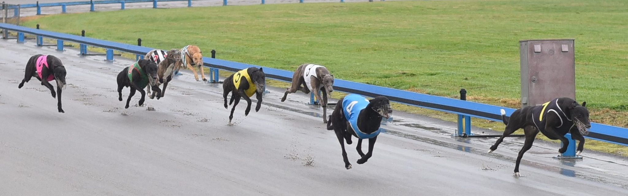 Auckland Greyhound Racing Club