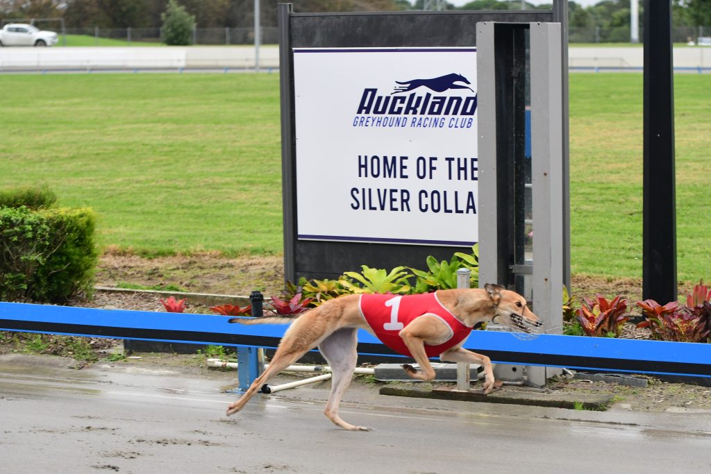 Last One Standing – Auckland Greyhound Racing Club