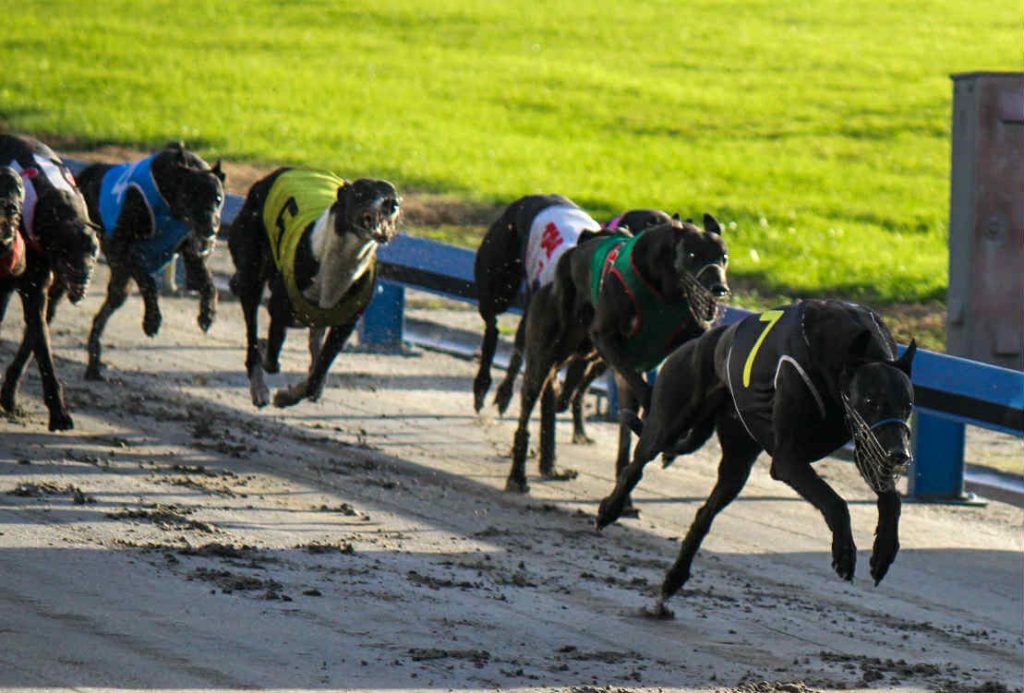 Our Selections – Auckland Greyhound Racing Club