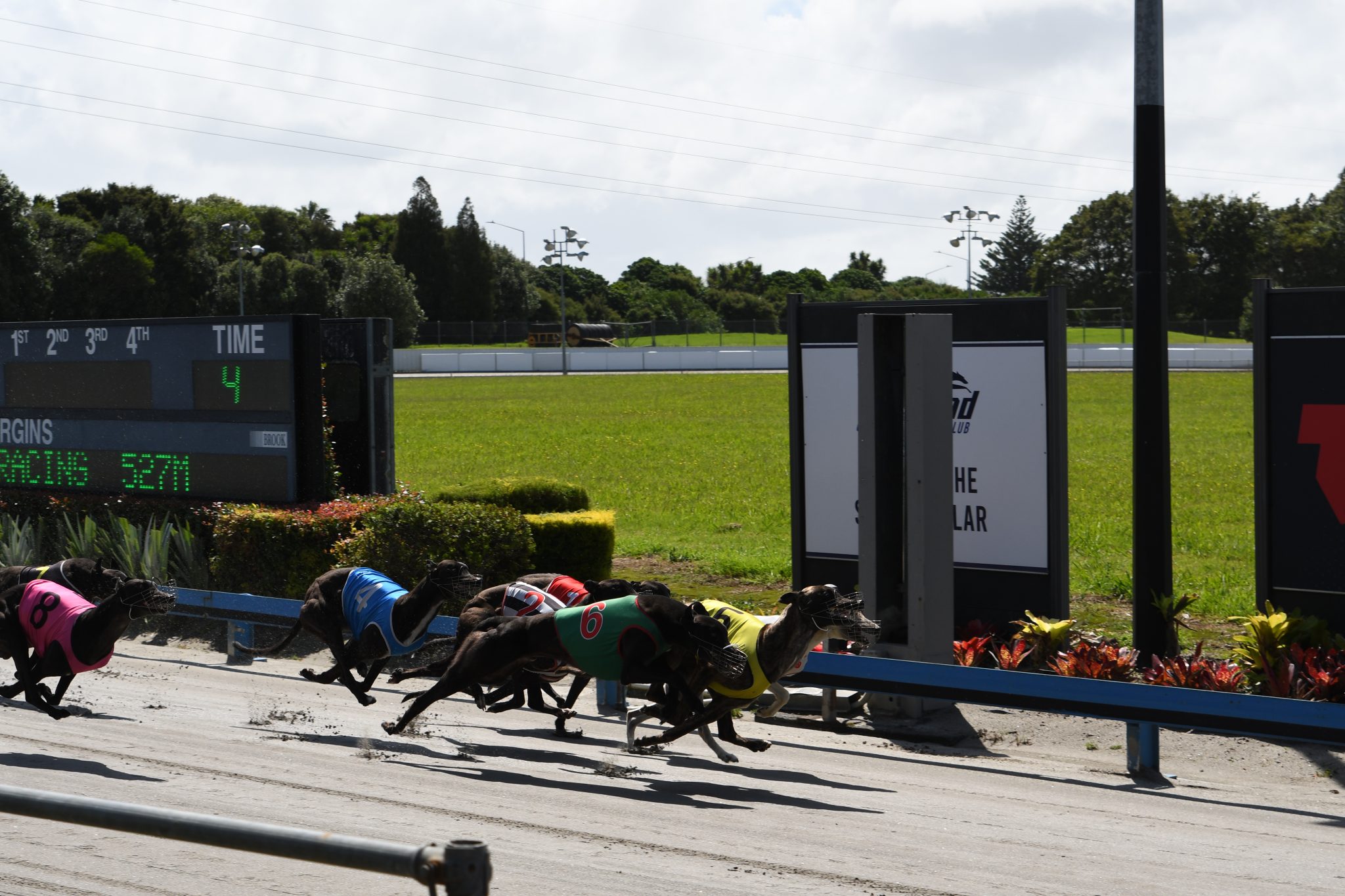Punters Section – Auckland Greyhound Racing Club